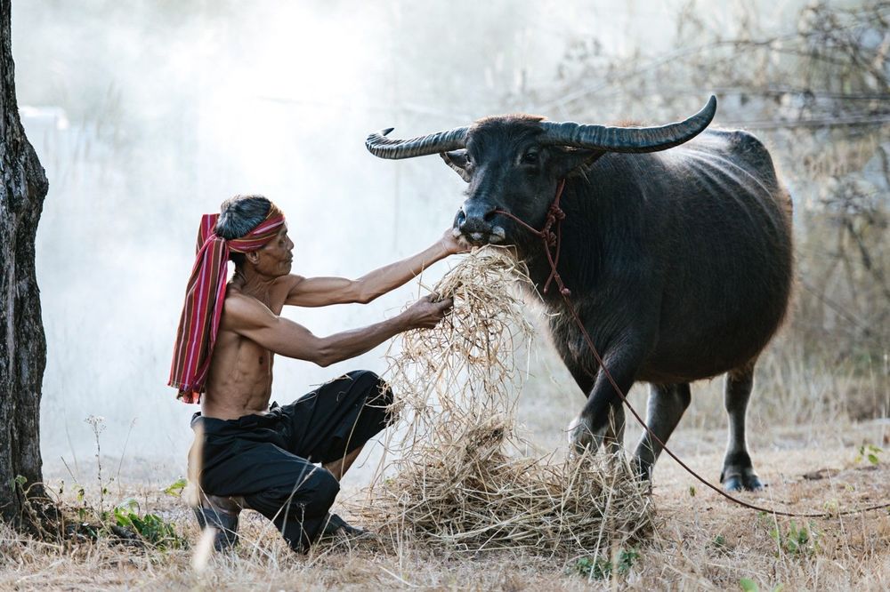 Cara Penyebaran Antraks, Cepat dan Dapat Sebabkan Kematian